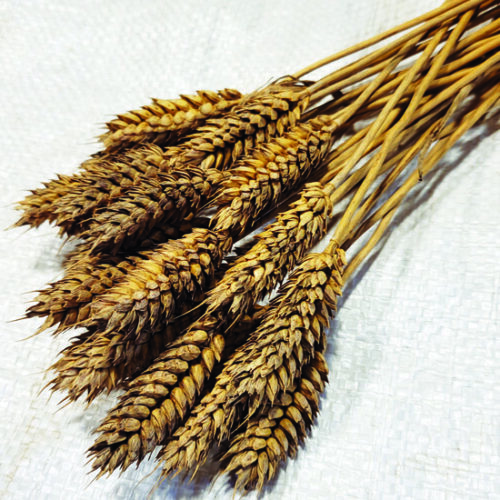 What Are Ancient Grains? – Mother Earth News